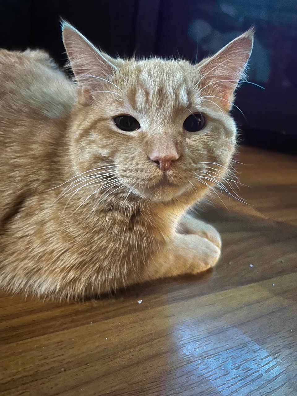 Friendly cat to good home. | Cats & Kittens for Rehoming | City of ...