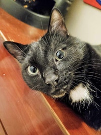 Adopt Cats & Kittens Locally in Saint John