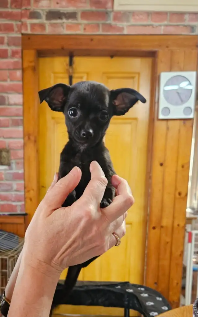 Purebred Chihuahua puppies for sale | Dogs & Puppies for Rehoming ...