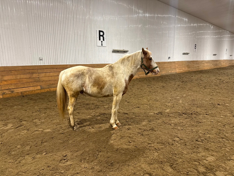 Très beau poney paint de 8 ans et 13.3h | Horses & Ponies for Rehoming ...