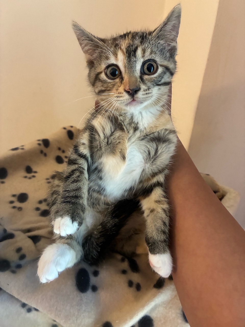 tabby kittens ! | Cats & Kittens for Rehoming | Mississauga / Peel ...