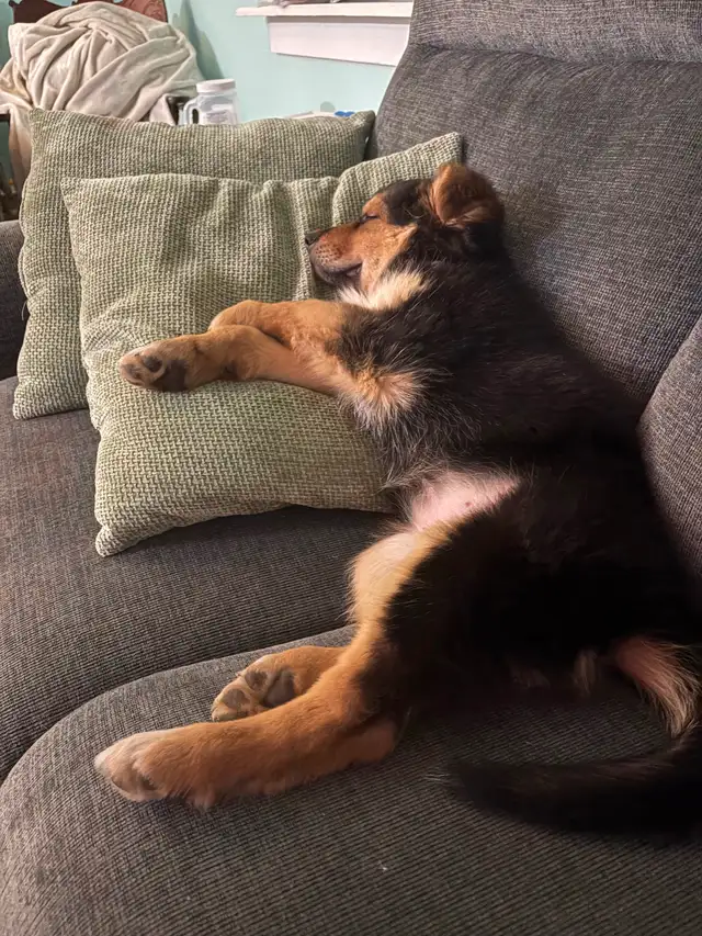 Female puppy | Dogs & Puppies for Rehoming | Owen Sound | Free local ...
