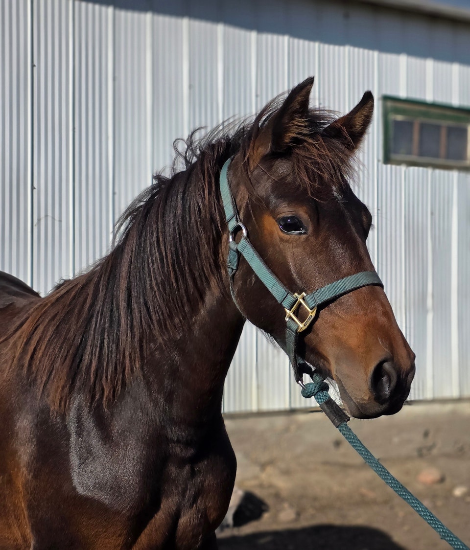 Fire Sale pricing on TWH & MFT prospects | Horses & Ponies for Rehoming ...