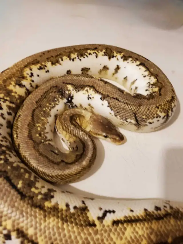 Available Ball Pythons | Reptiles & Amphibians for Rehoming | Cambridge ...