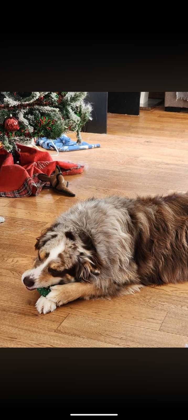 5yr Australian Shepherd Female - Low energy loving home | Dogs ...