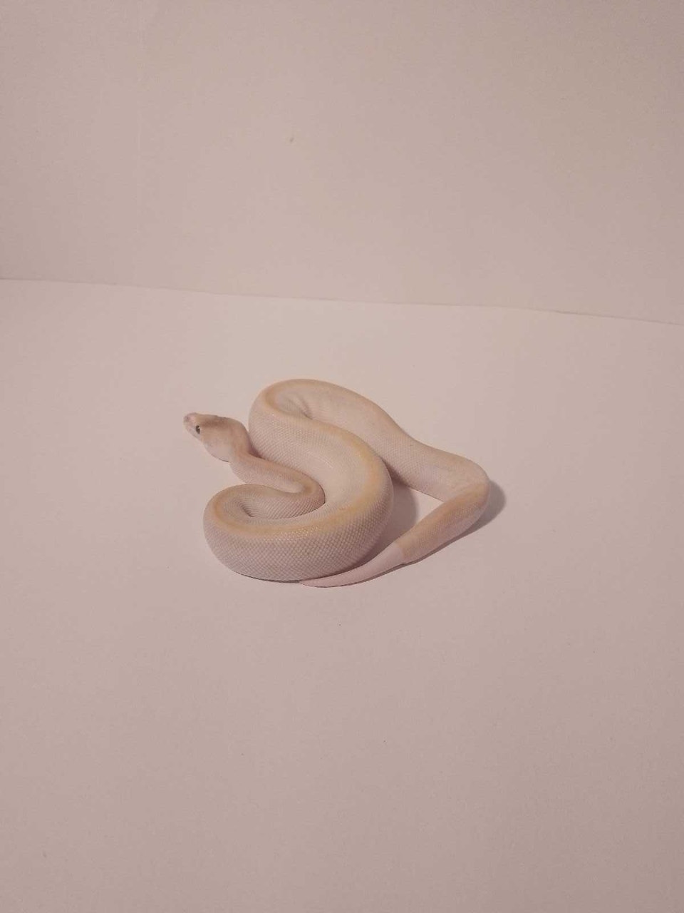 baby ball pythons for sale | Reptiles & Amphibians for Rehoming | City ...