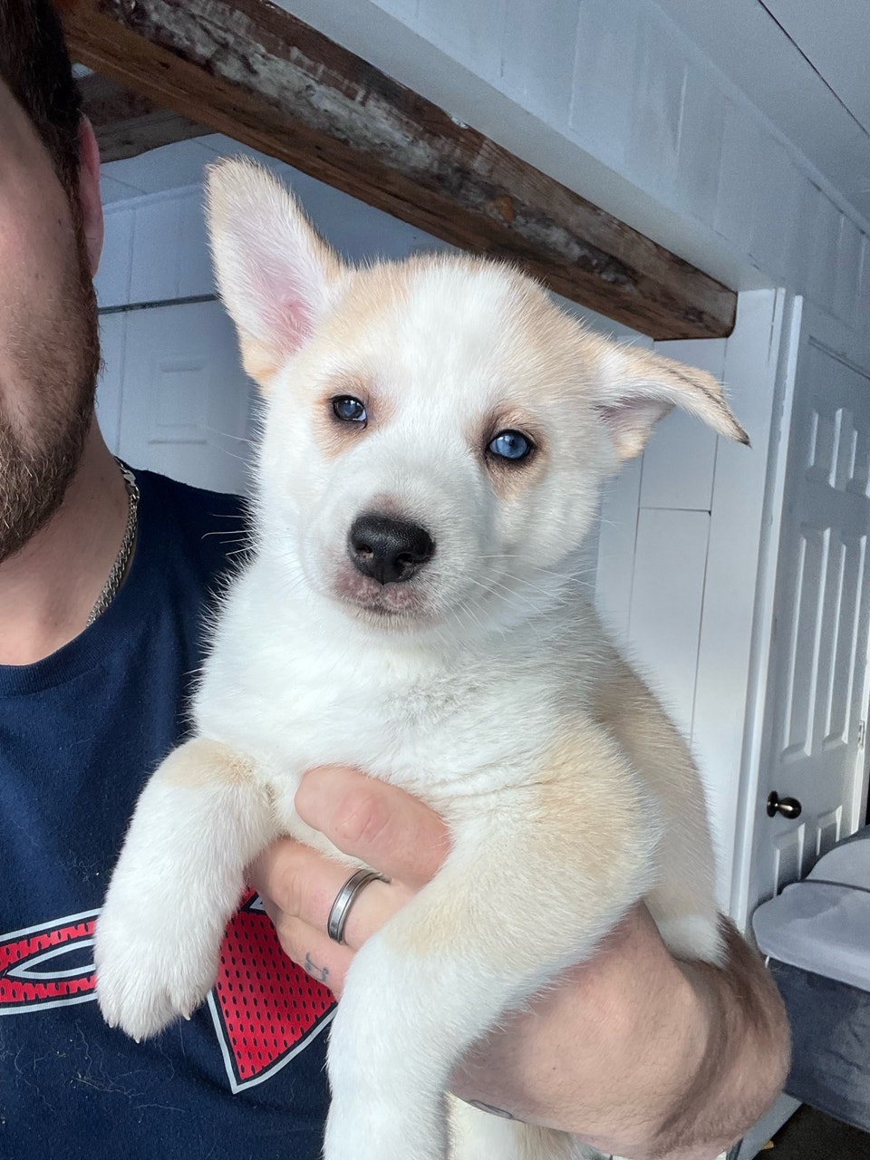 Only 1 left blue eyes Siberian huskies ready for new homes | Dogs ...