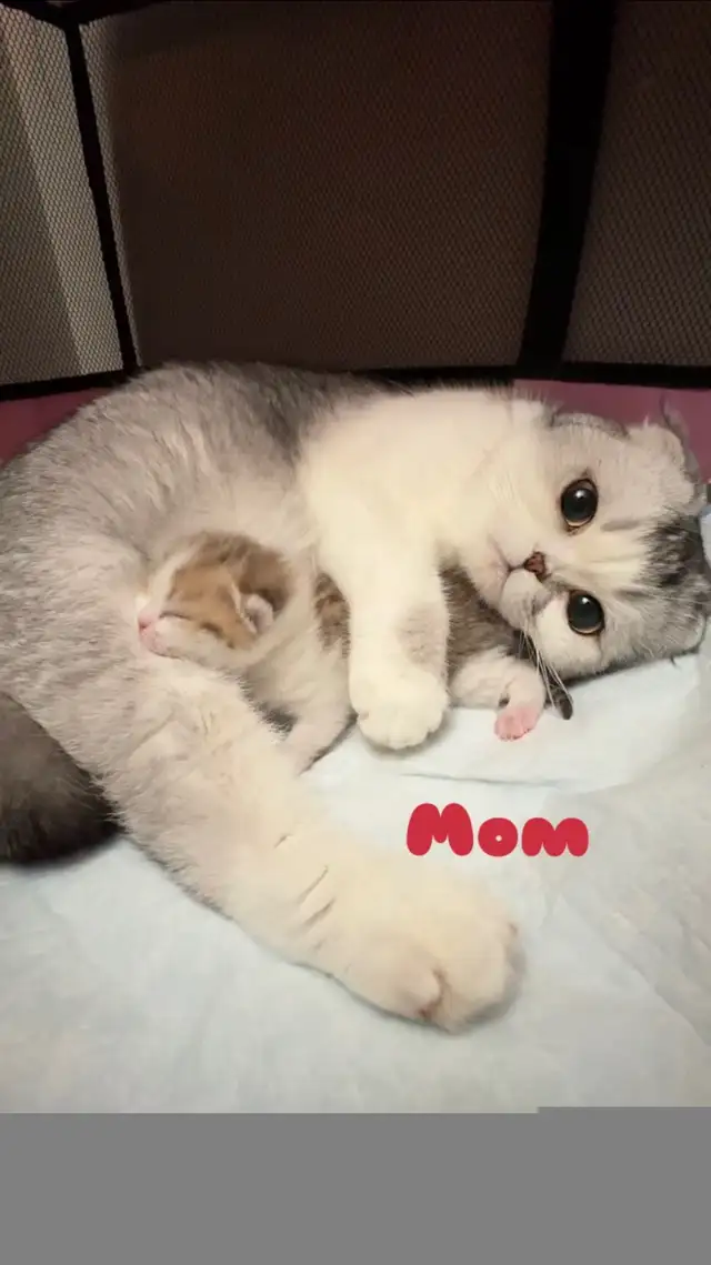 Fluffy Doll-Face Kitten – NY11 Golden Boy | Cats & Kittens for Rehoming ...