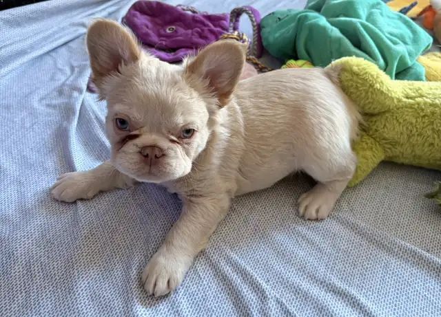 French bulldog /fluffy/ big rope | Dogs & Puppies for Rehoming ...