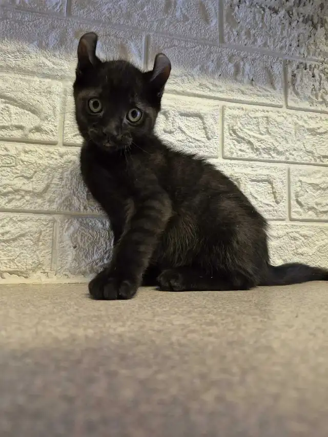 magnifique chatton highland lynx pure race | Cats & Kittens for ...