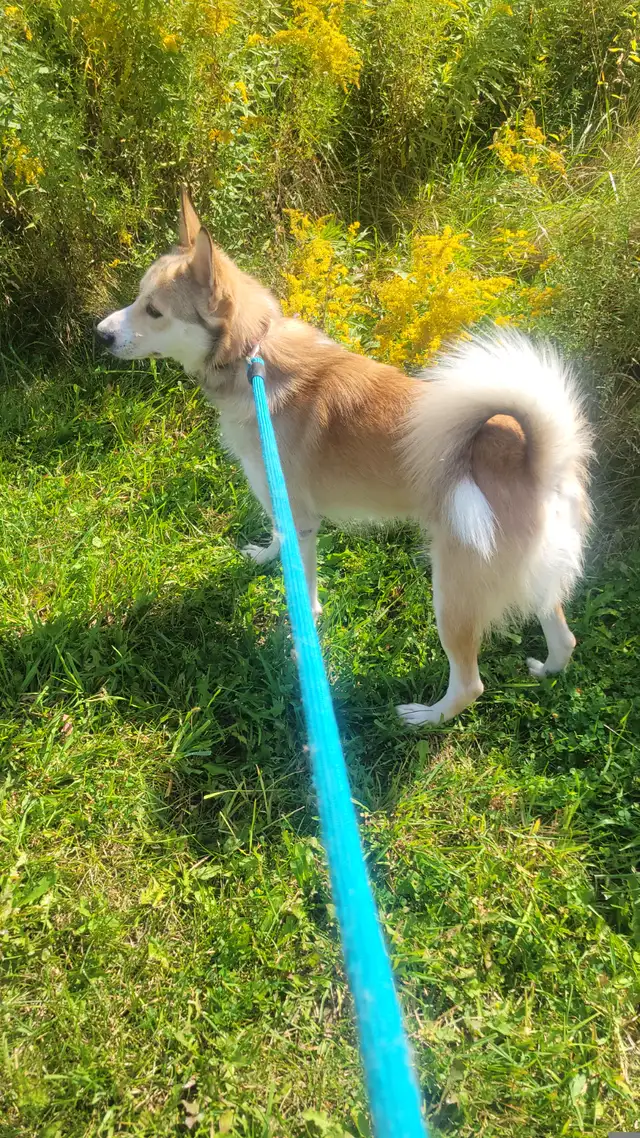 Trained Male Pomsky Benjamin | Dogs & Puppies for Rehoming | City of ...