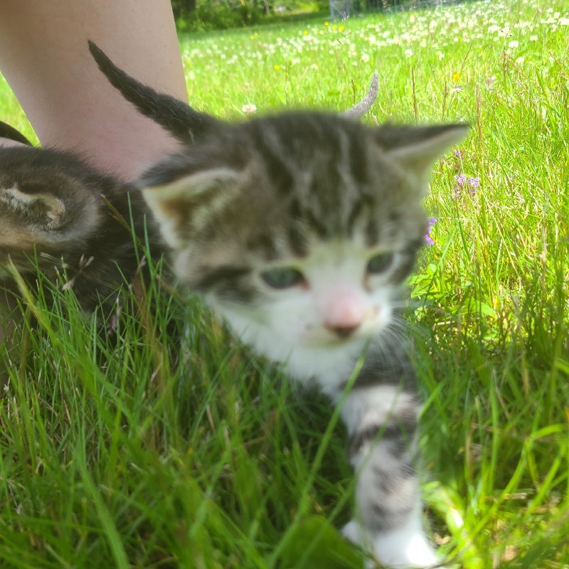 Kitten to a good home | Cats & Kittens for Rehoming | Saint John | Kijiji