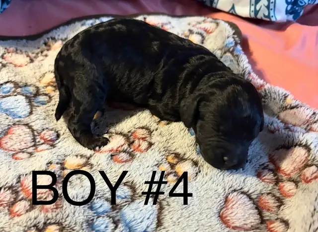 Cockapoo Puppies | Dogs & Puppies for Rehoming | Charlottetown | Free ...