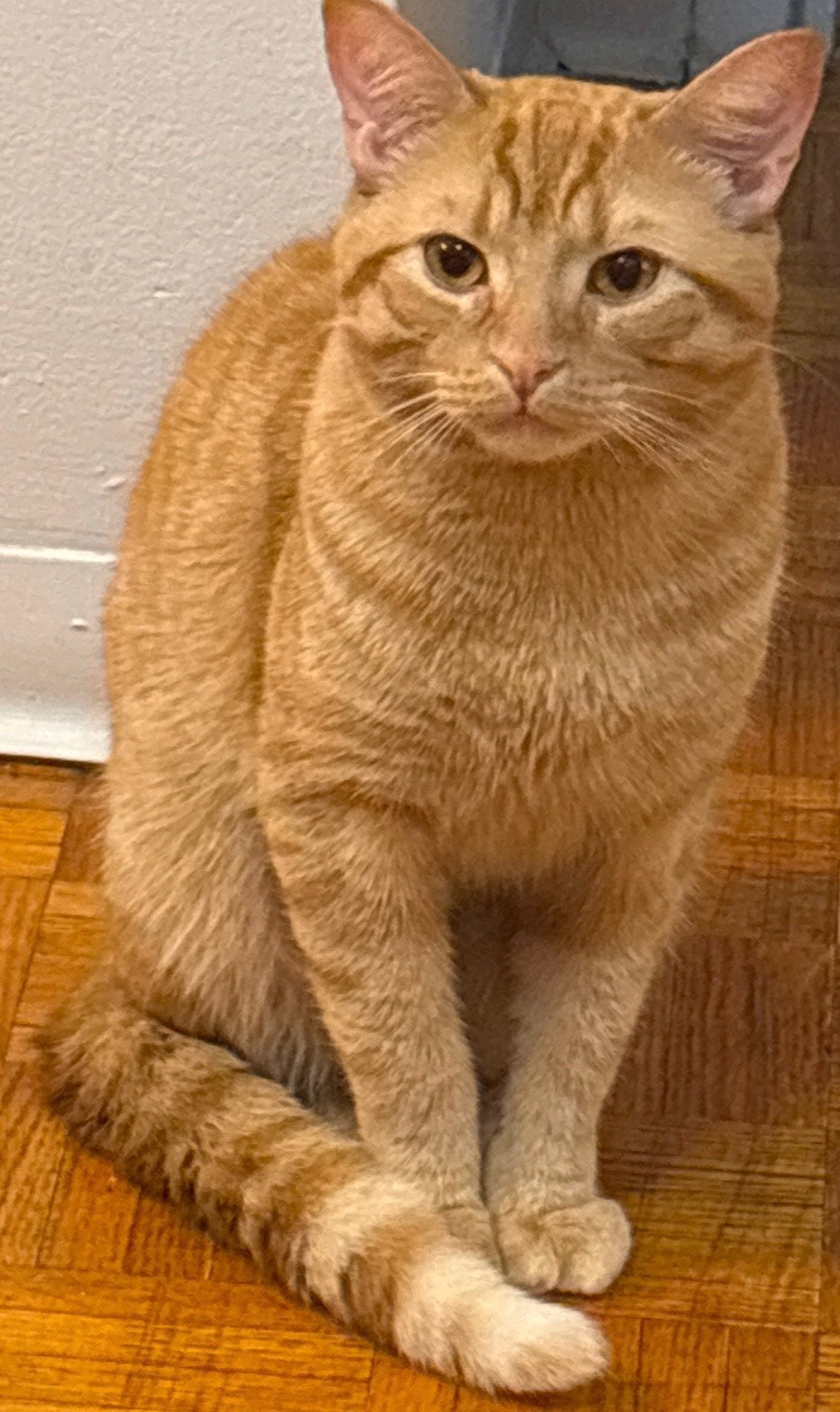 Cute Cheeto . | Cats & Kittens for Rehoming | Sudbury | Free local ...