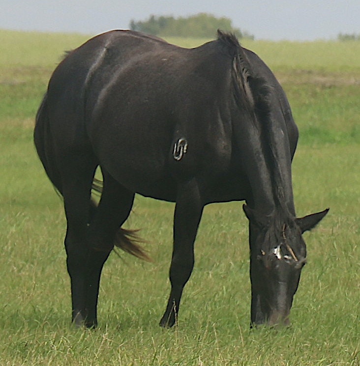Pretty, sleek out of one of our best producing mares | Horses & Ponies ...