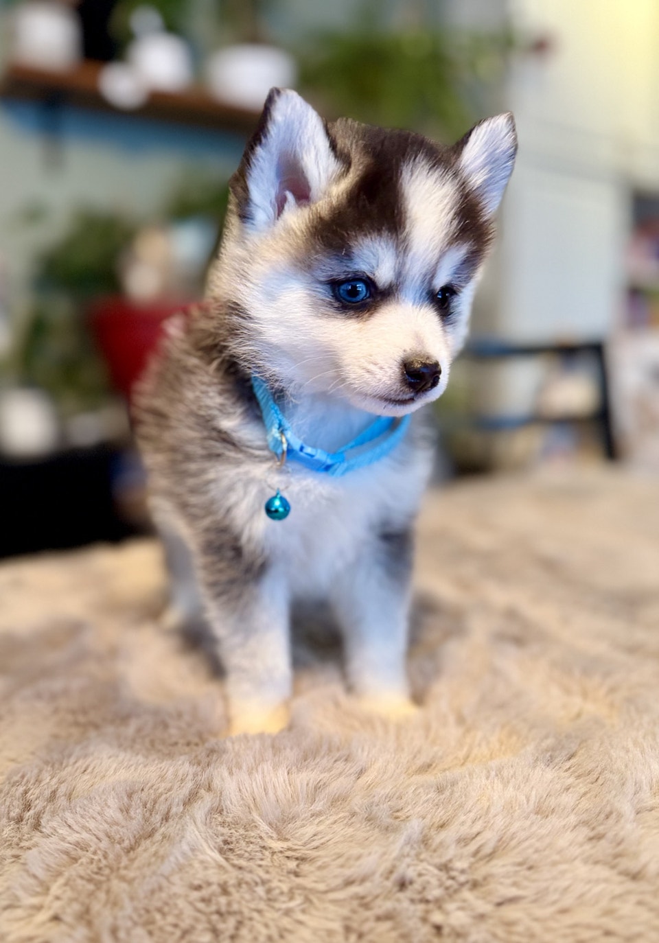 Pomsky F4 | Dogs & Puppies for Rehoming | Longueuil / South Shore ...