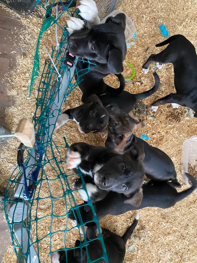 Chiot née le 10 avril prête a partir | Animal & Pet Services ...
