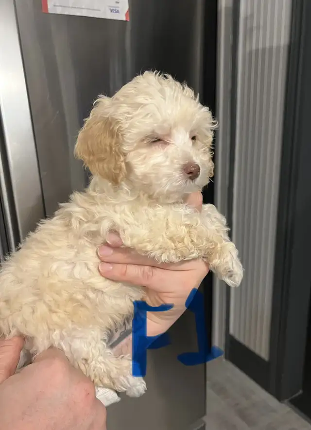 Caniches | Dogs & Puppies for Rehoming | Lévis | Free local classifieds ...