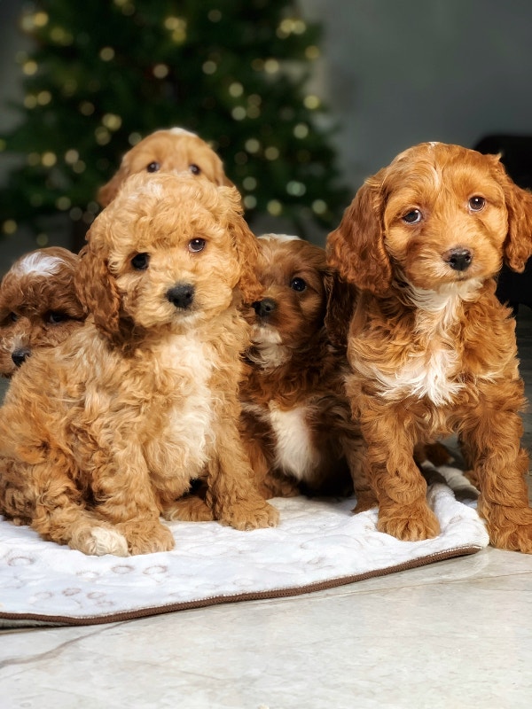 4 Stunning Mini Cockapoo Puppies Ready 2 year health guarantee | Dogs ...