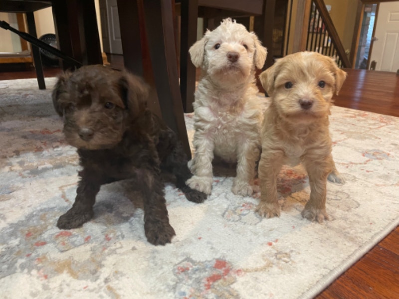 Golden Wheaten Toy Purebred Schnauzer and other Colours. | Dogs ...