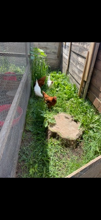 chicken in Kitchener / Waterloo - Kijiji Canada
