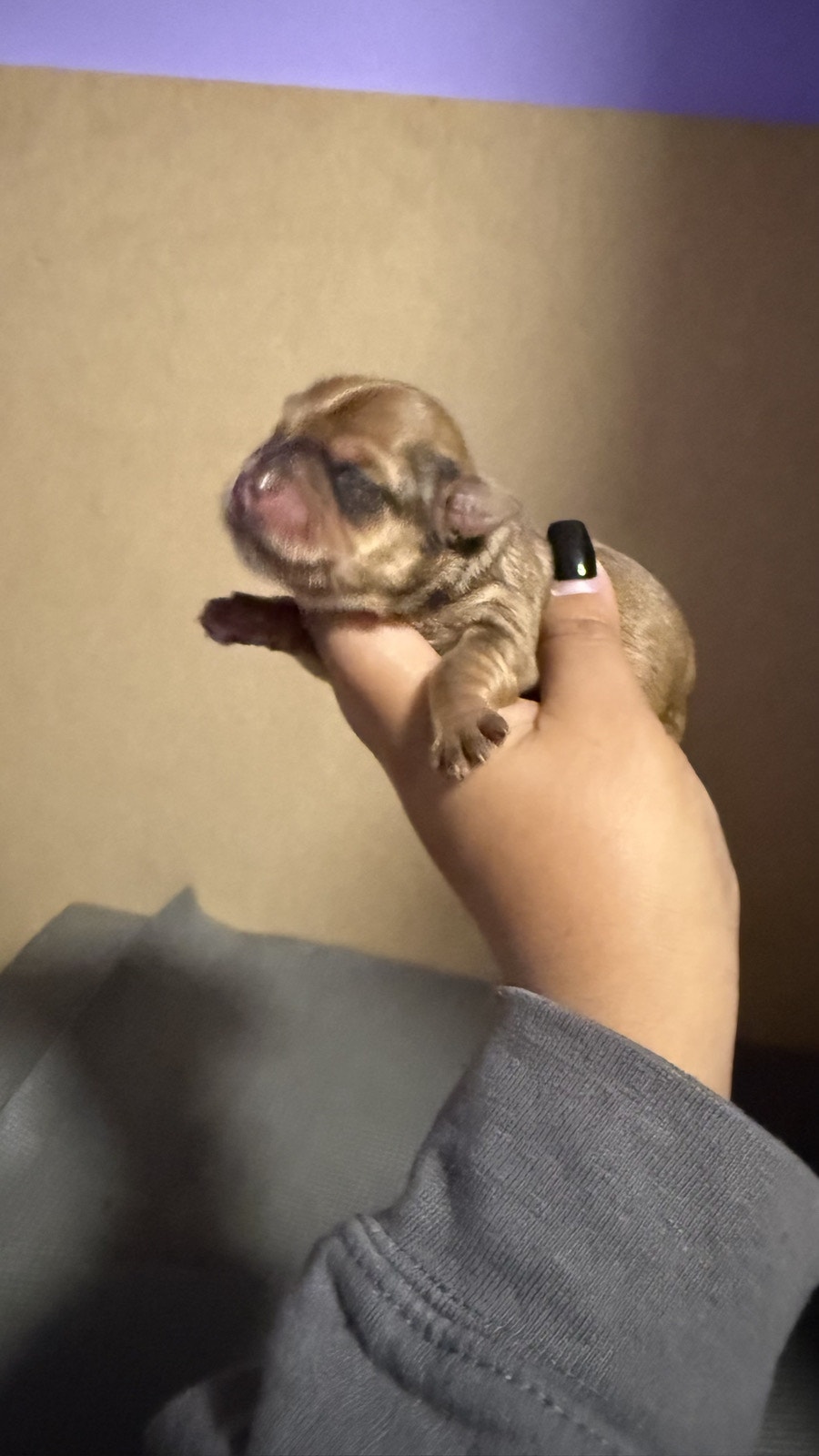 Puppies for Sale | Dogs & Puppies for Rehoming | City of Toronto | Free ...