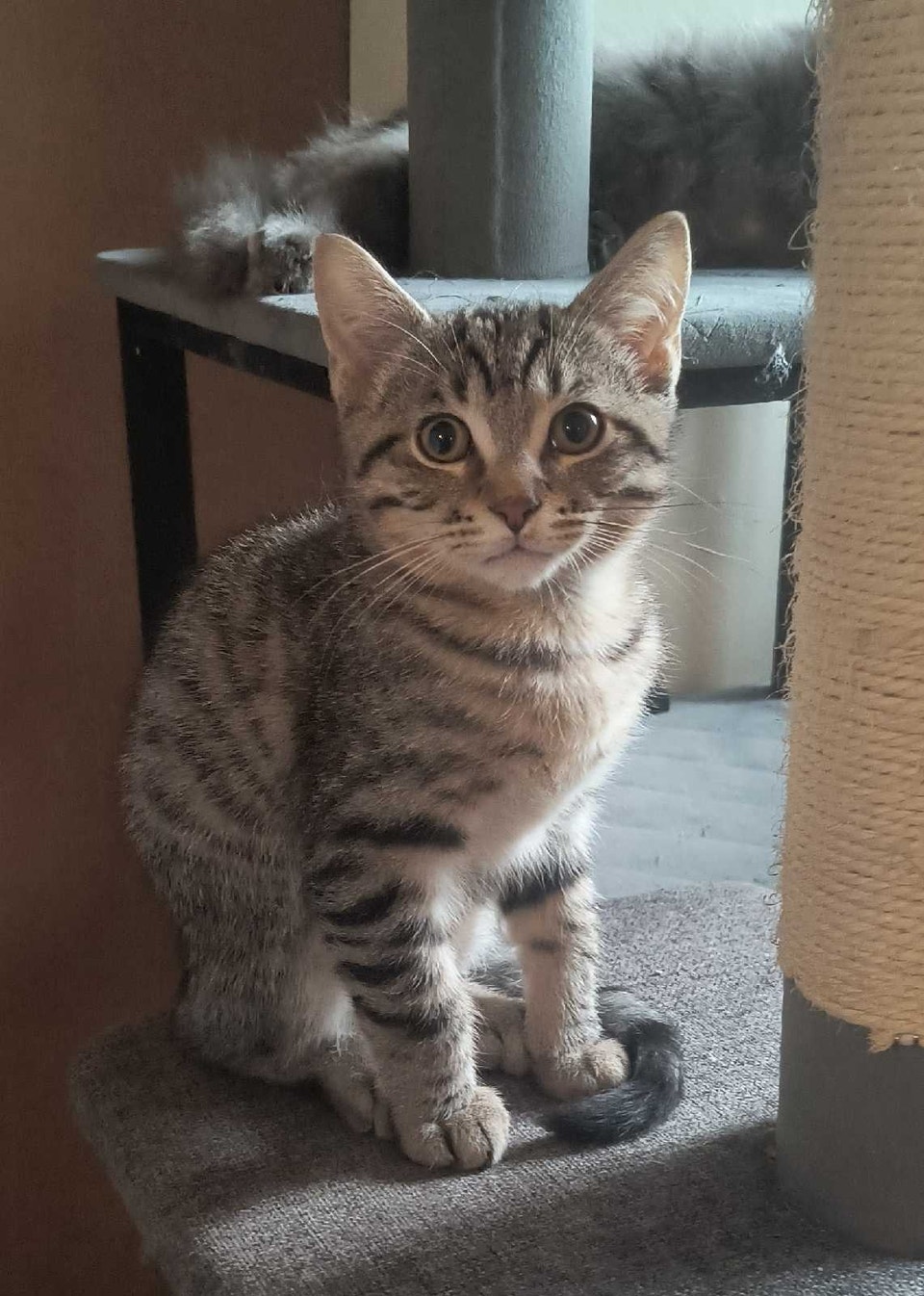 75% Tabby Ragdoll (Price varies) | Cats & Kittens for Rehoming | Delta ...