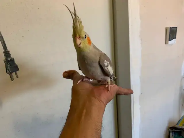 Handfed Cockatiel | Birds for Rehoming | Delta/Surrey/Langley | Free ...