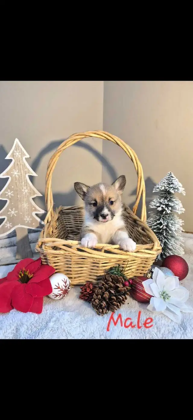 Corgi Puppies | Dogs & Puppies for Rehoming | Ottawa | Free local ...