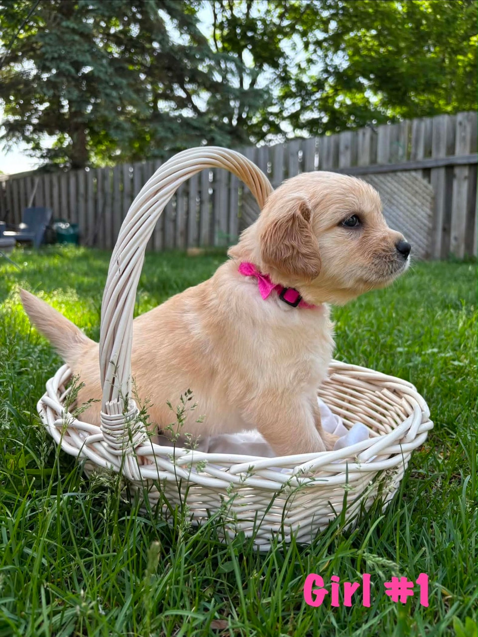 GOLDEN RETRIEVER PUPPIES | Dogs & Puppies for Rehoming | Barrie | Free ...