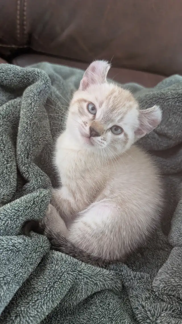 Chaton highland lynx | Cats & Kittens for Rehoming | Sherbrooke | Free ...