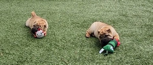 Puppies For Sale | Kijiji in Ontario. - Buy, Sell & Save with Canada's ...