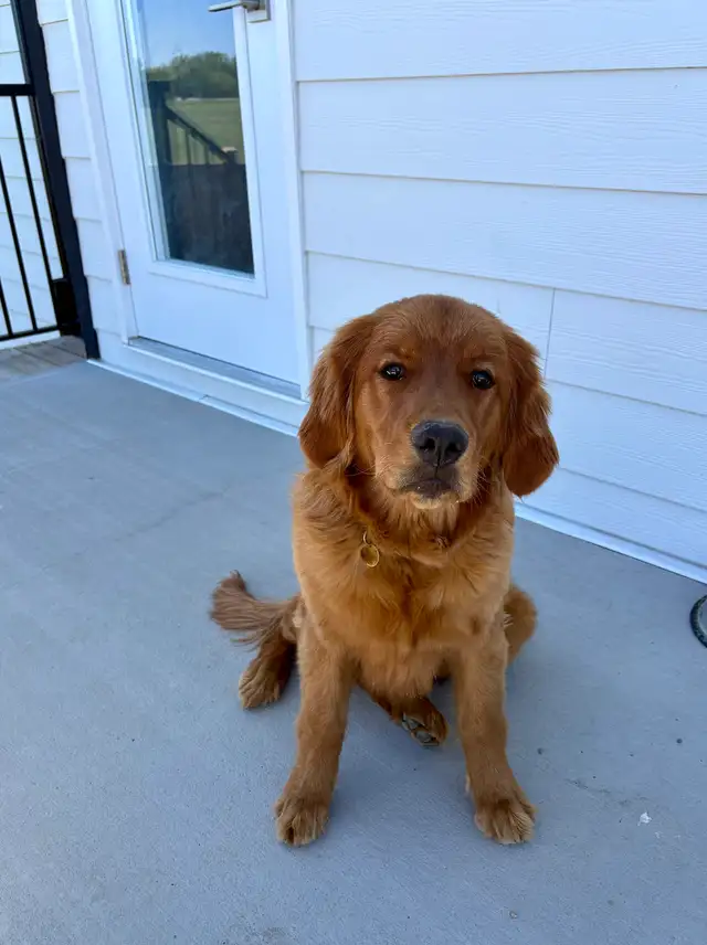 Male Golden Retriever | Dogs & Puppies for Rehoming | Lethbridge | Free ...