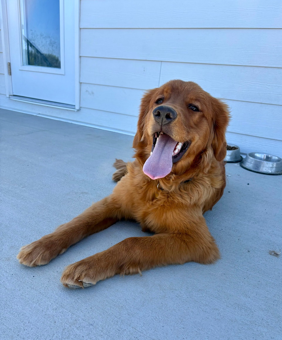Male Golden Retriever | Dogs & Puppies for Rehoming | Lethbridge | Free ...