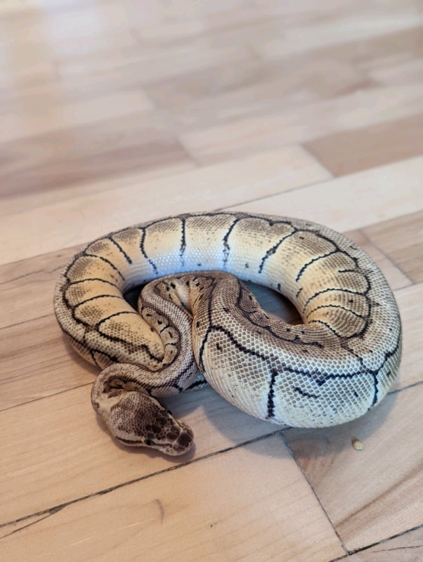 Python royal femelle super pastel pinstripe 100% het clown | Reptiles ...