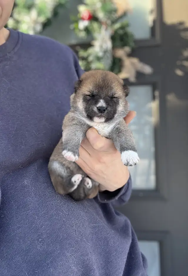 Chiot Shiba Inu puppies ! Pure race !! MICRO PUCÉ | Dogs & Puppies for ...