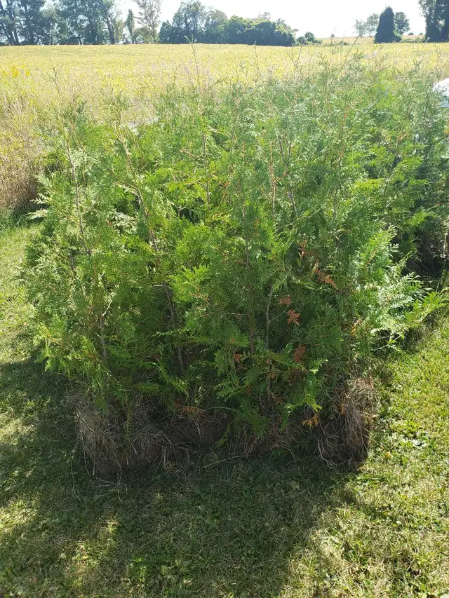 Cedar Trees / Hedges | Plants, Fertilizer & Soil | Hamilton | Free ...