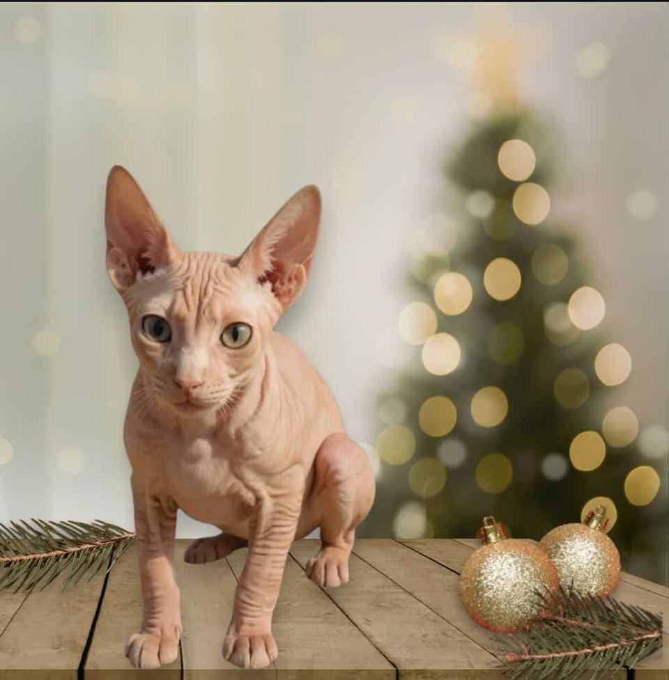 Sphinx mâle | Cats & Kittens for Rehoming | Gatineau | Free local classifieds - Kijiji