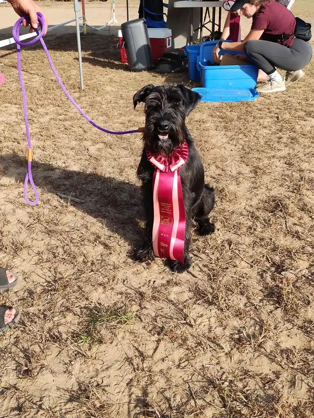 Schnauzer Boy, CKC reg, Vacc, Microchip, Health guarantee | Dogs ...