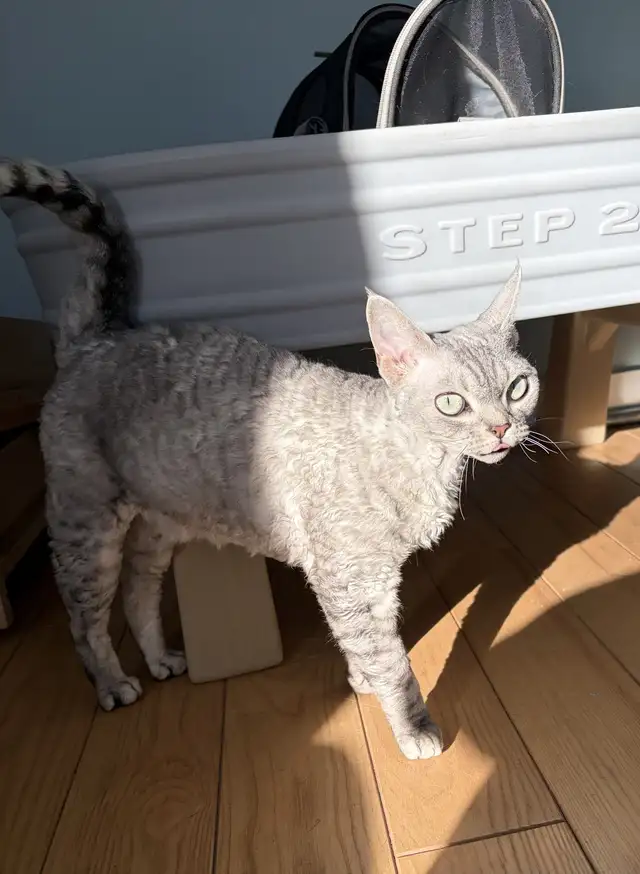 Very rare green eyed silver Devon Rex female! | Cats & Kittens for ...
