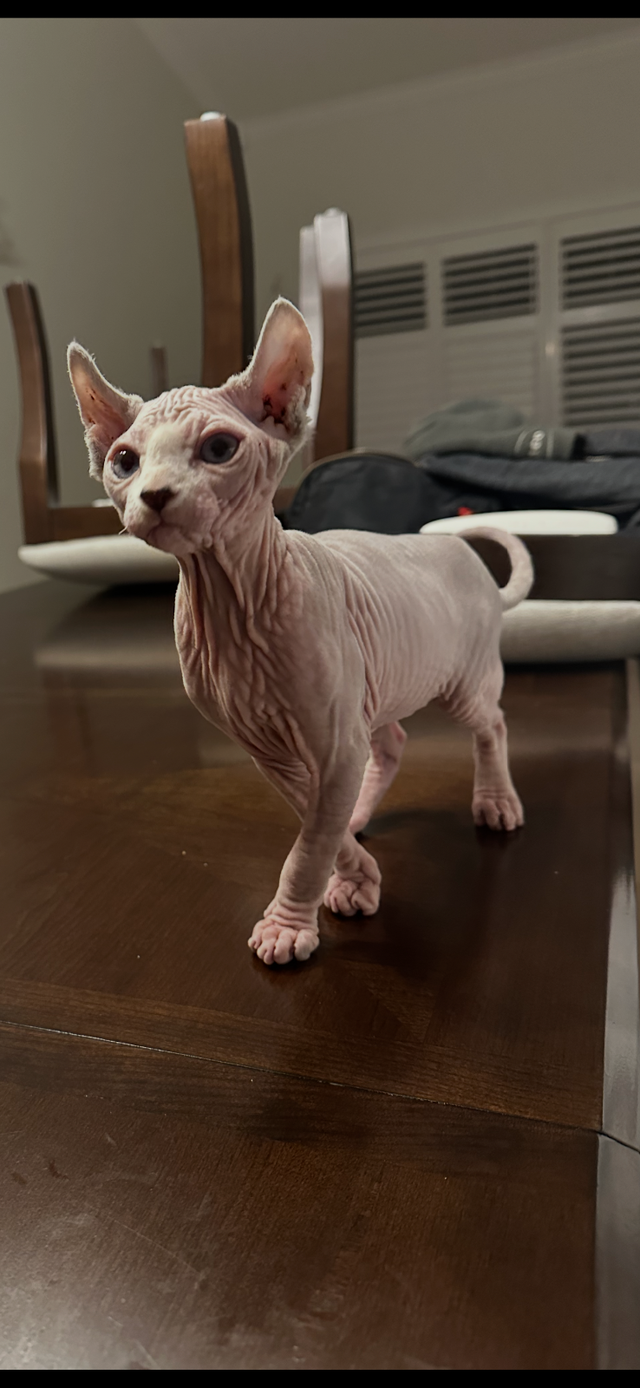 Male & Female sphinx kittens | Cats & Kittens for Rehoming | Cambridge ...