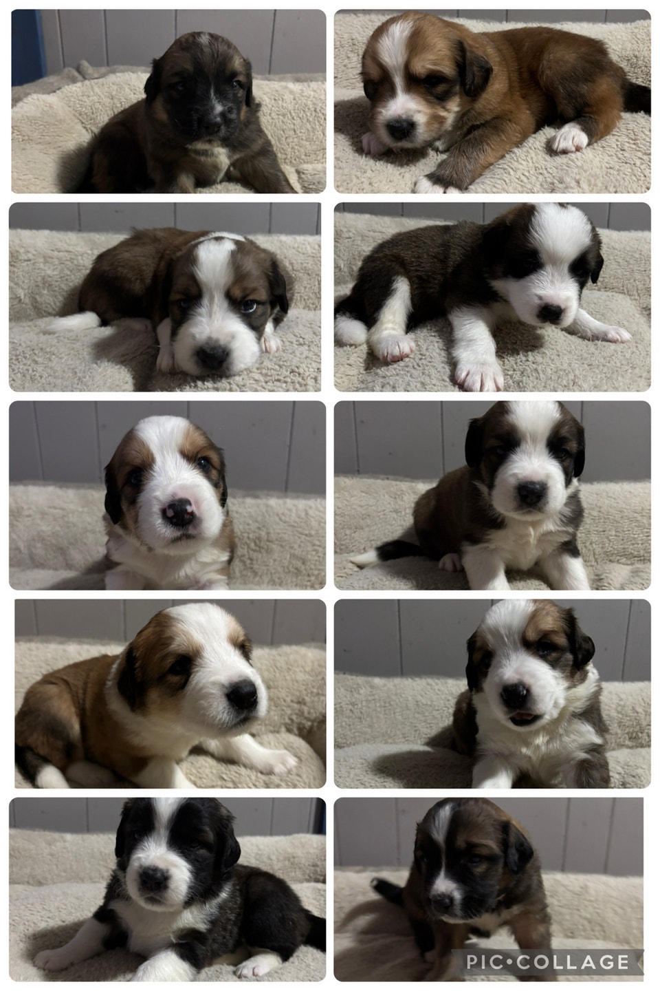 Bernese mountain/St Bernard mix | Dogs & Puppies for Rehoming | Calgary ...