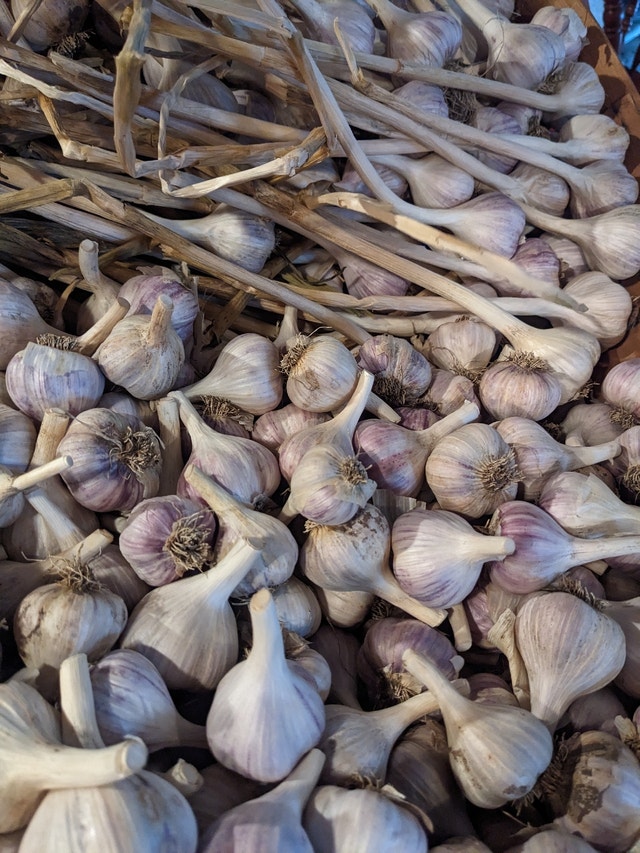 Fresh garlic | Plants, Fertilizer & Soil | Cornwall | Kijiji