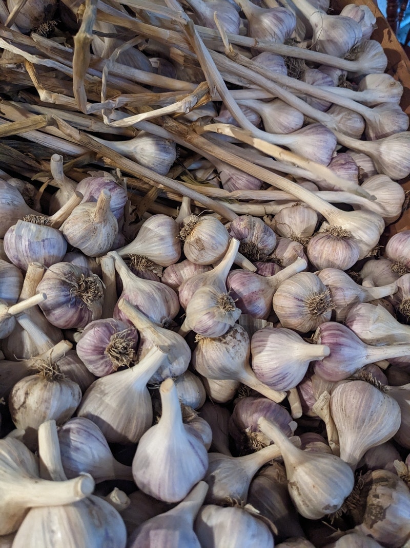 Fresh garlic | Plants, Fertilizer & Soil | Cornwall | Kijiji