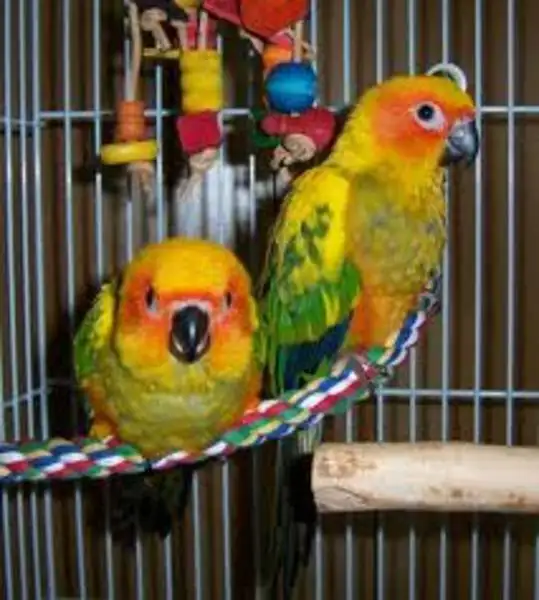 Hand raised friendly SUN CONURE CONURE BABIES | Birds for Rehoming ...