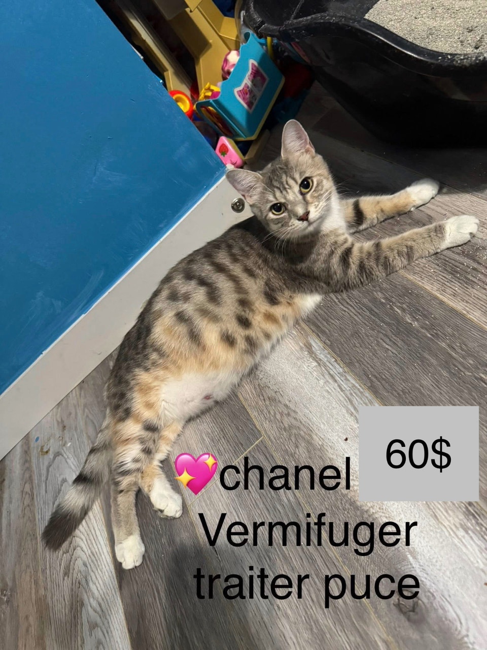 Prete a quitter deux femelles 60$ ch vermifugé traité puces | Cats ...