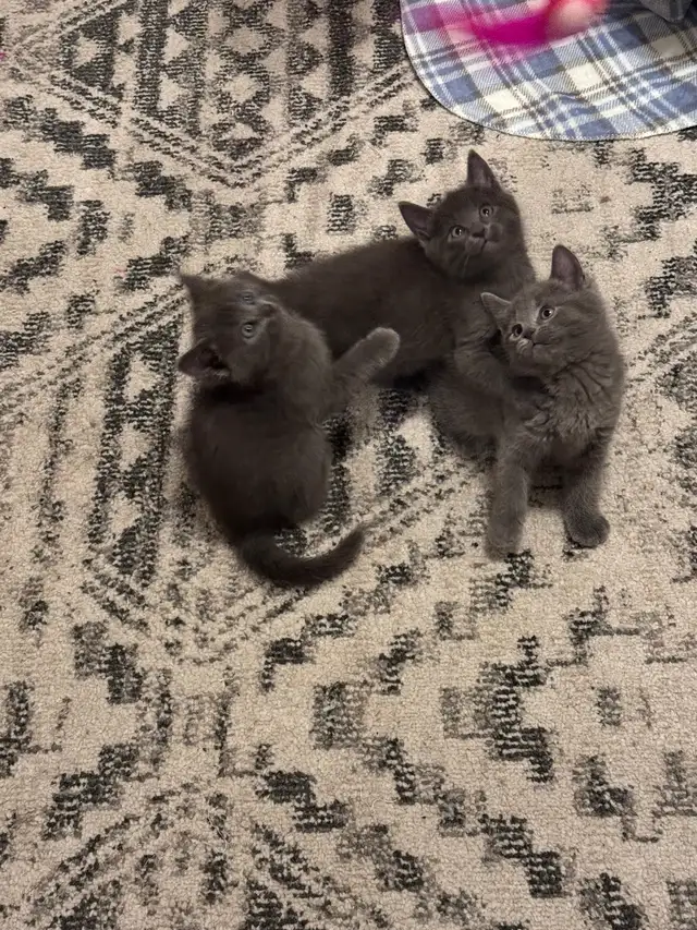 Chatons mâles nebelung/bleus russes | Cats & Kittens for Rehoming ...