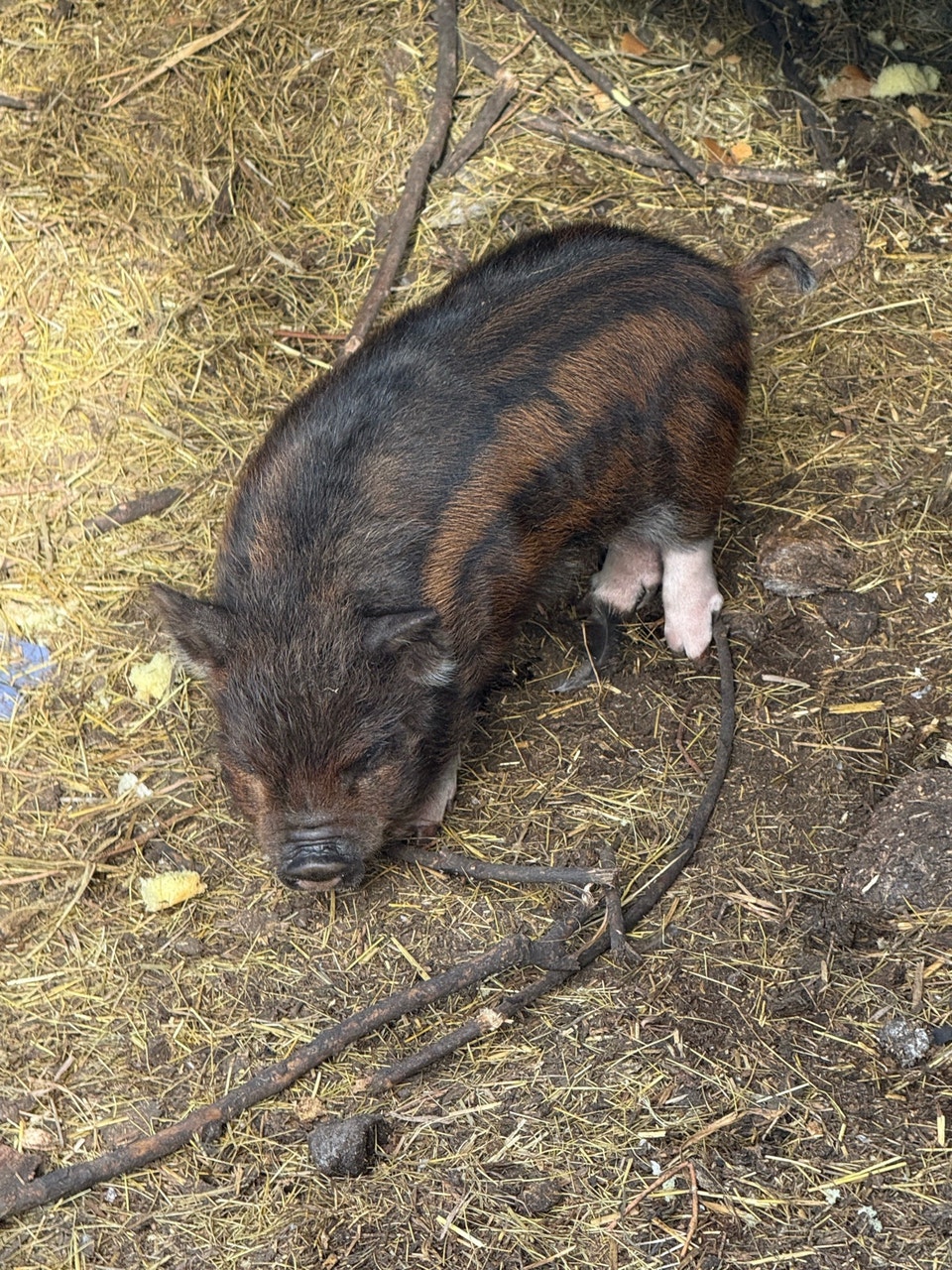 3 little pigs | Livestock | Winnipeg | Free local classifieds - Kijiji