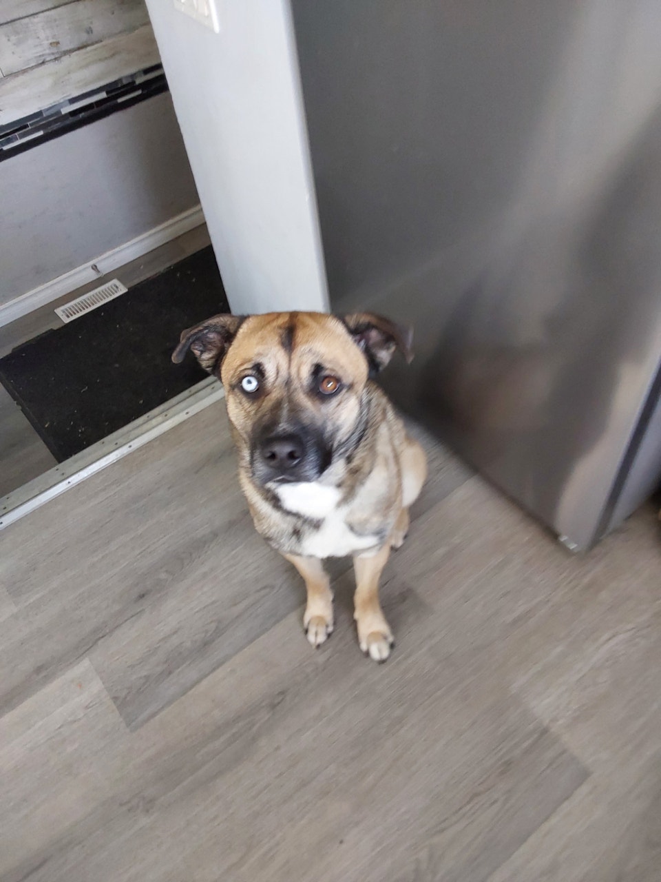 Life hasn’t always been kind to Buddy,but he’s ready to be kind | Dogs ...