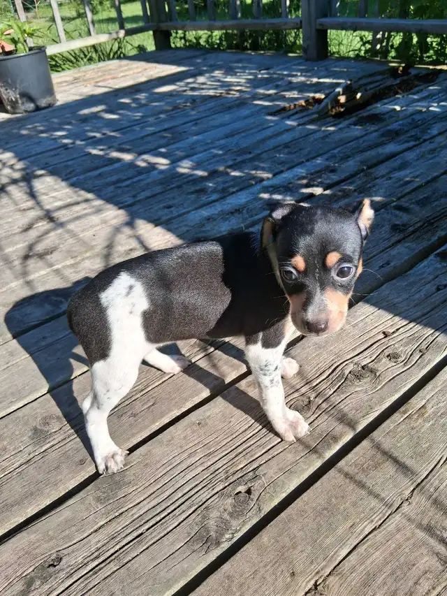Rat Terrier puppy purebred | Dogs & Puppies for Rehoming | St ...